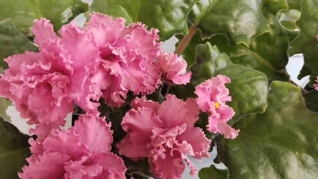 Фиалка АВ-Хурма (Фиалковод)