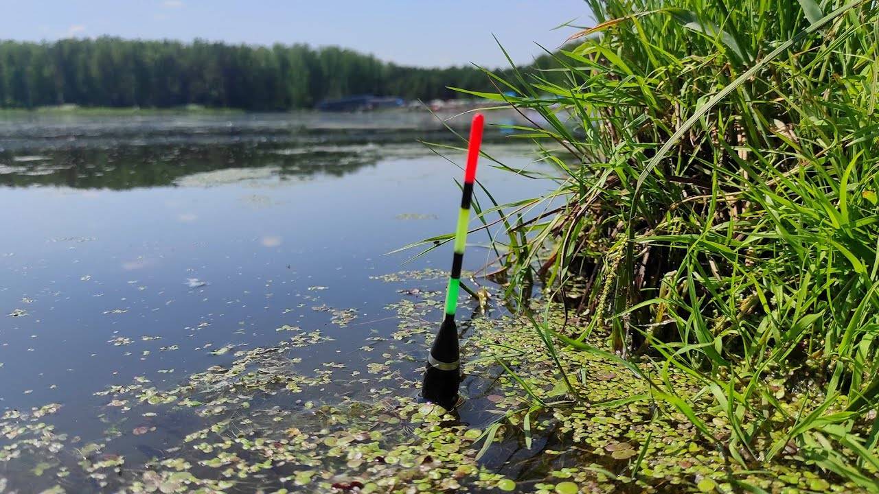 ЗАКОРМИЛ ЗАТОПЛЕННОЕ БОЛОТО! Закинул поплавок и НАЧАЛОСЬ! Рыбалка с НОЧЕВКОЙ 2025