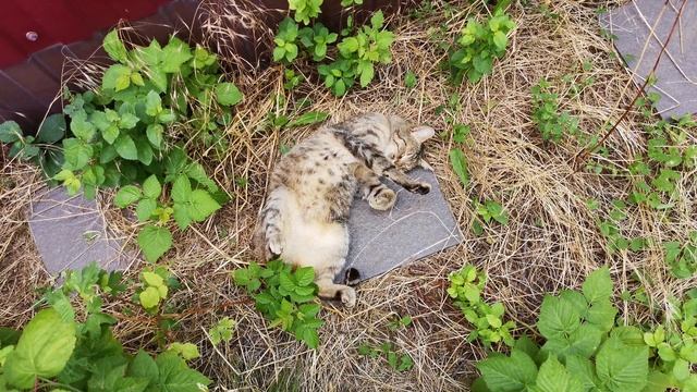 Кошка валяется в малине