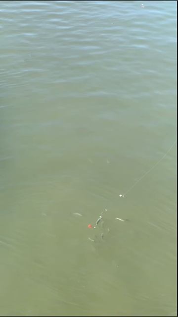 Бестолковая рыбалка - рыбы много, а толку мало.