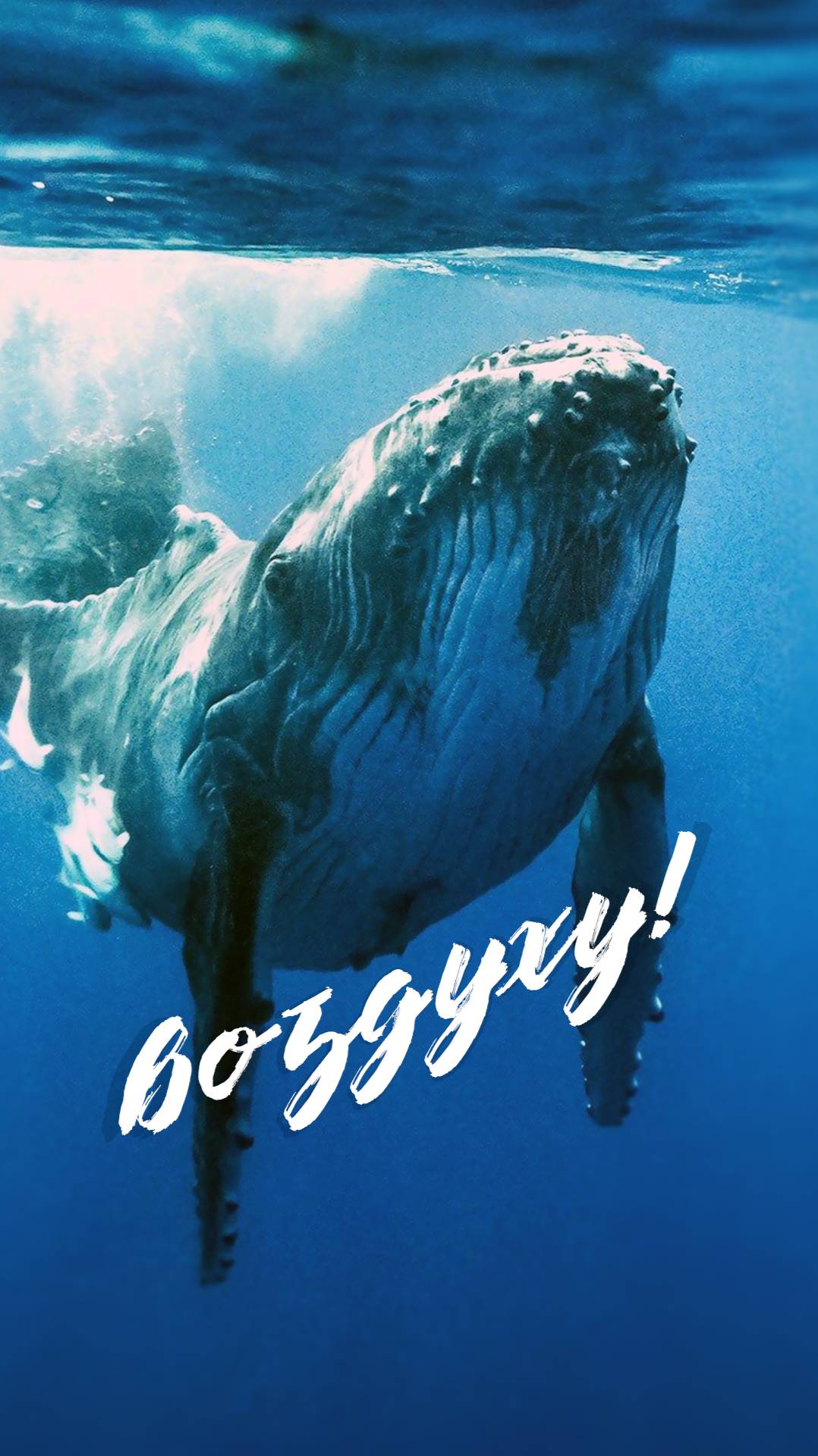 Кит прыгает под песню Эй Кит от Dima Suslov #покиньсвоюглубину #рок #инди #новаямузыка #кит