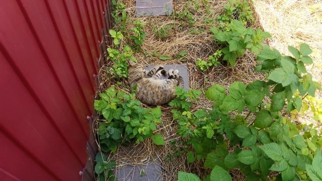 Кошка валяется в малине