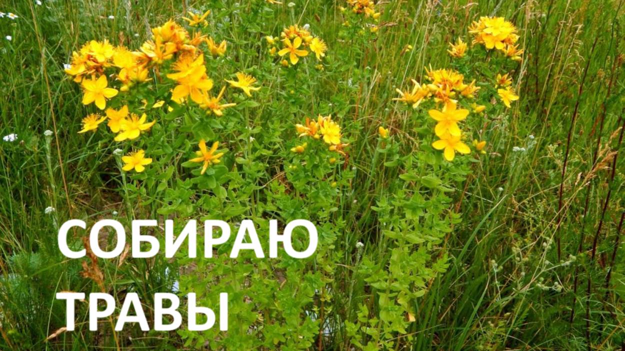 Собираю лекарственные травы и первую клубнику//красота природы//колокольный звон.