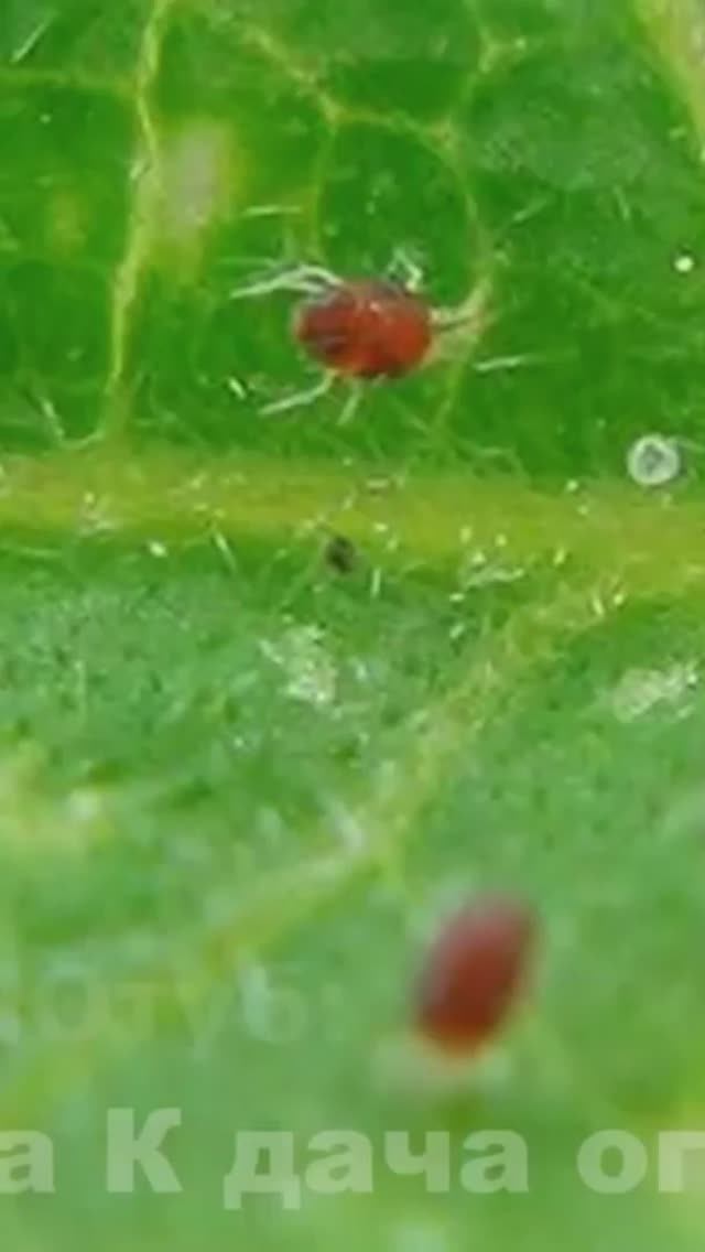 Листья огурца в точку и желтеют. Паутинный клещ на огурцах. Как выглядит листья