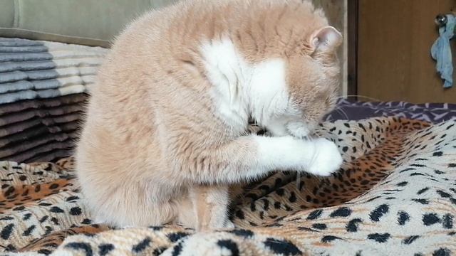 Томас умывается