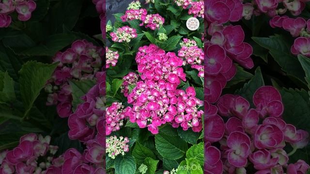 Гортензия Курли Вурли