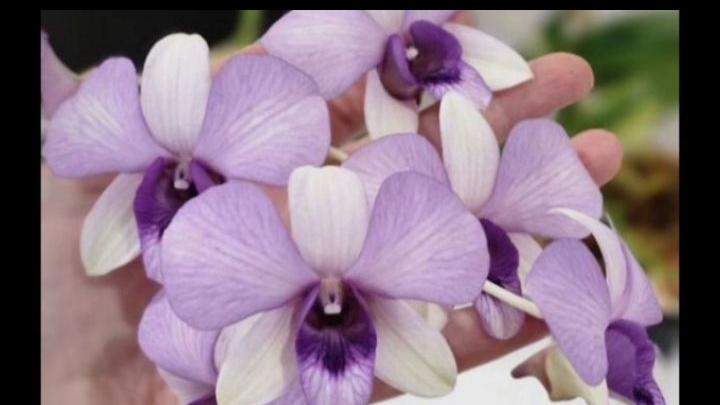 П-11. Ч-3. Обзор ден. Jairak  гибри6 2-х цветный синий из 11-й посылки после пересадки спустя 94 дня