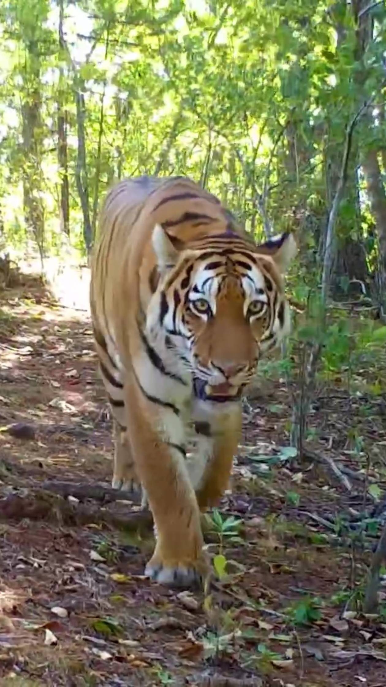 Амурский тигр на летней прогулке