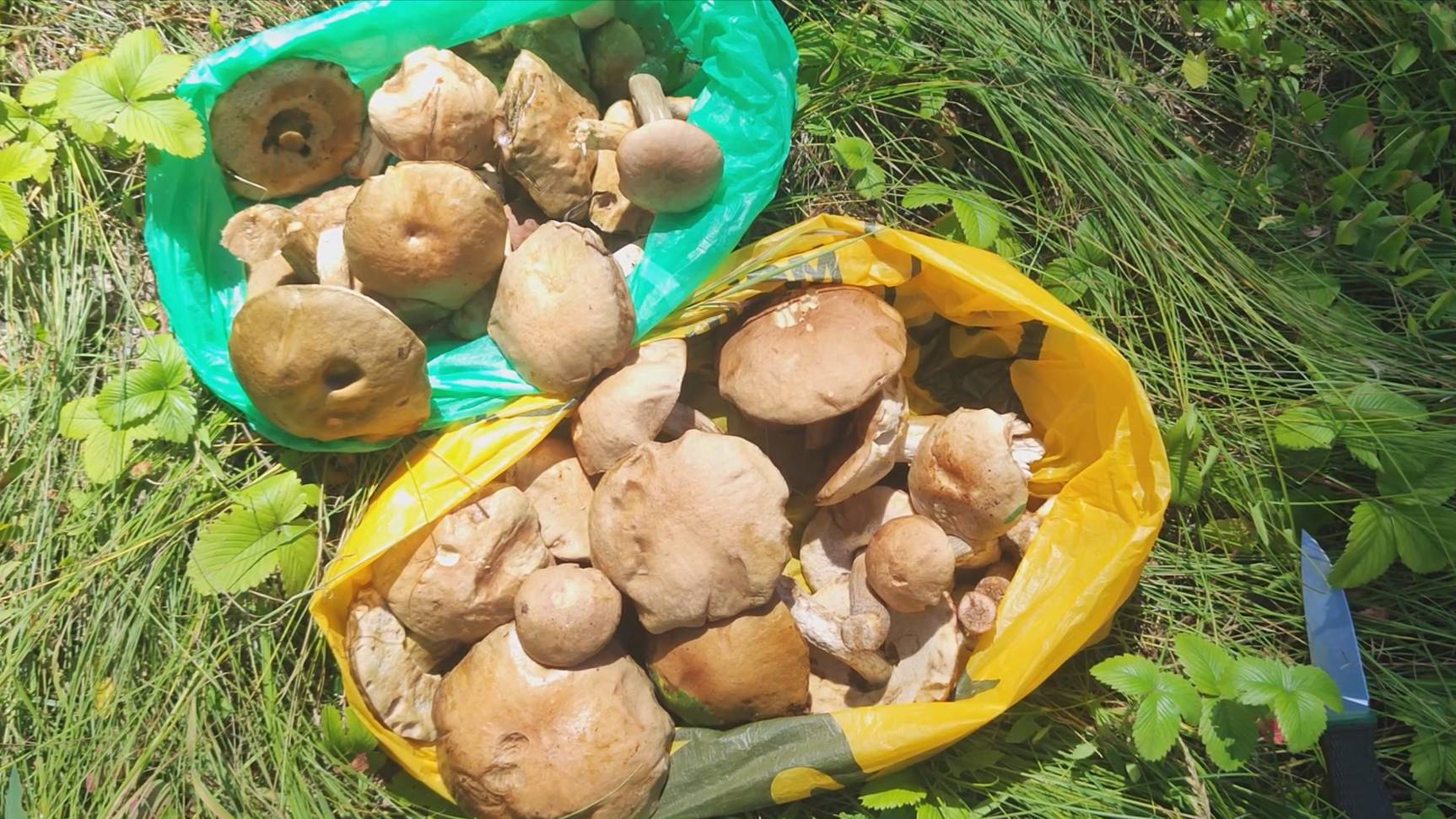 Зачем грибнику нож