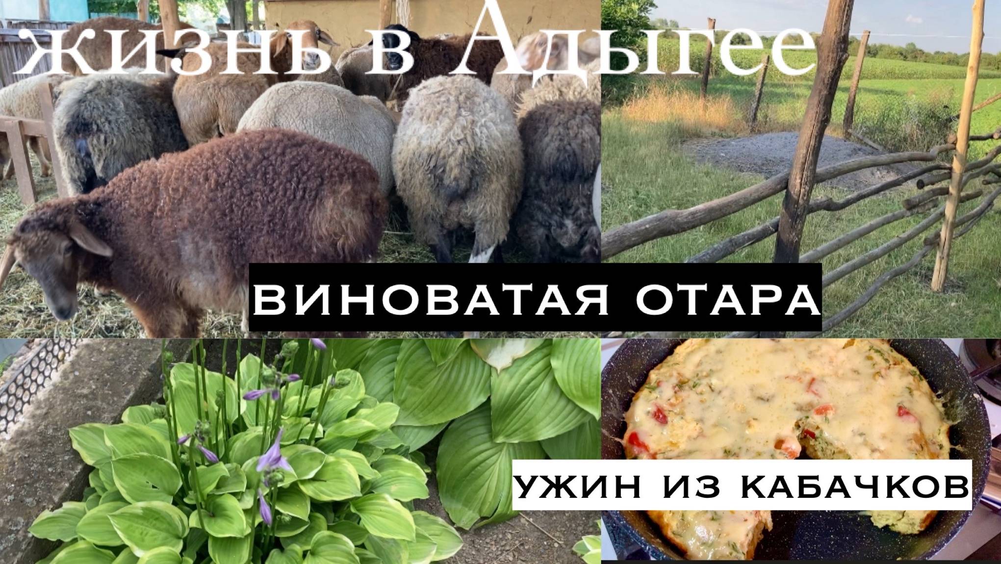 Жизнь на юге/Ласточкино гнездо/ Овечьи проказы/Будут наказаны/ 04.07.2025/