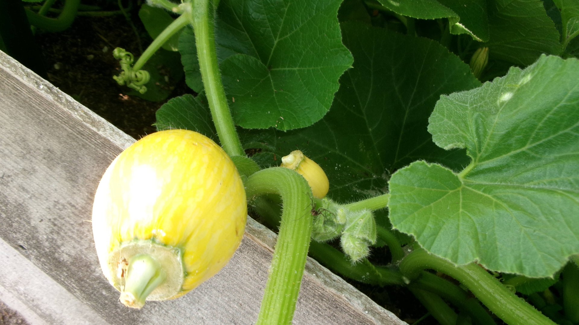 Как растут у меня тыква, кабачки и огурцы. Западная Сибирь. ХМАО.