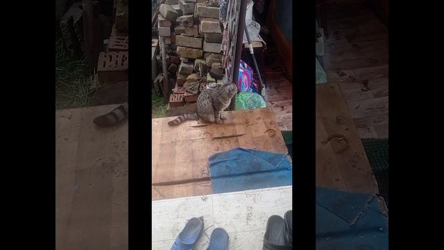 наш сад 4 и 6 июля