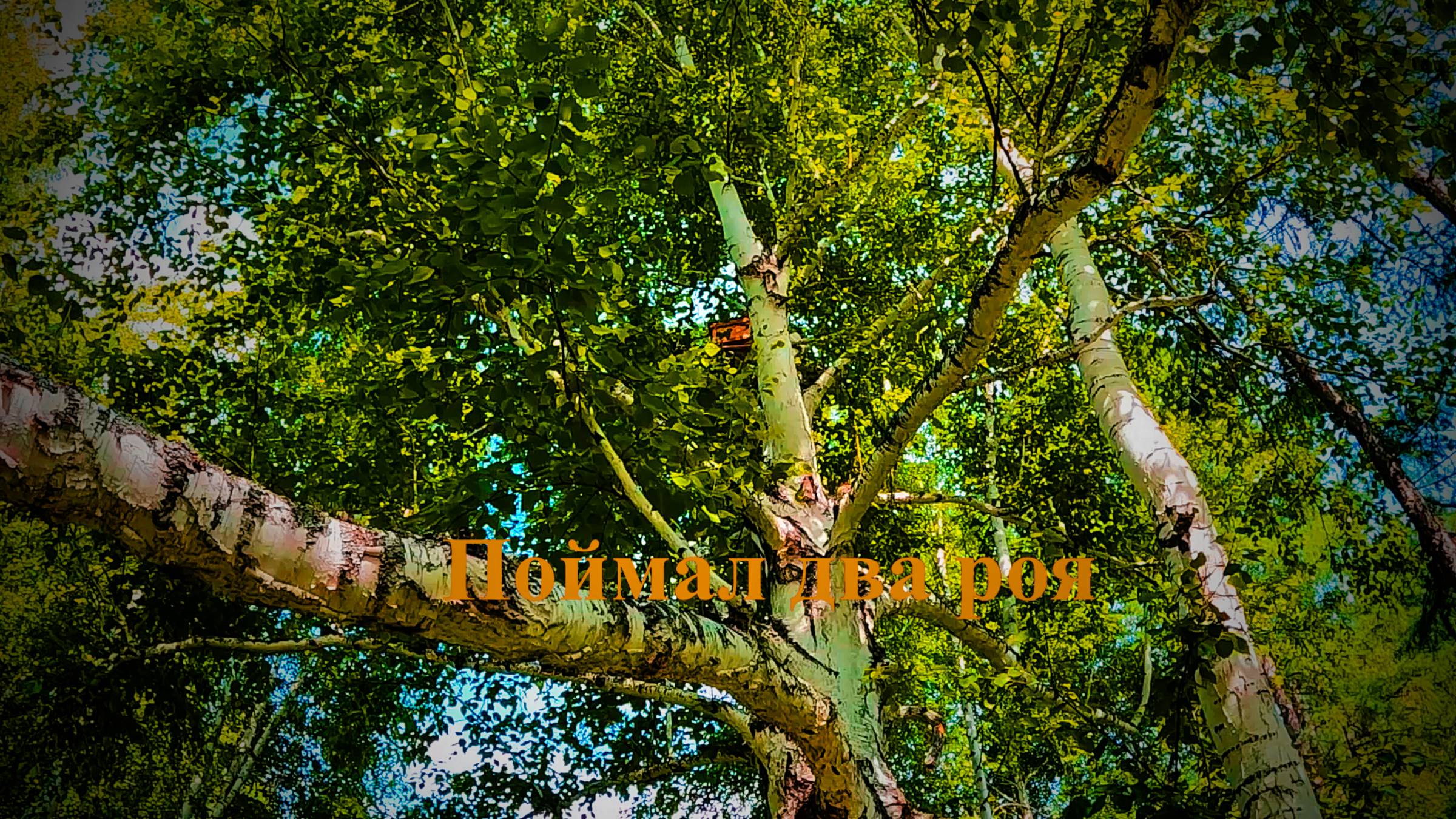 Поймал два роя пчел