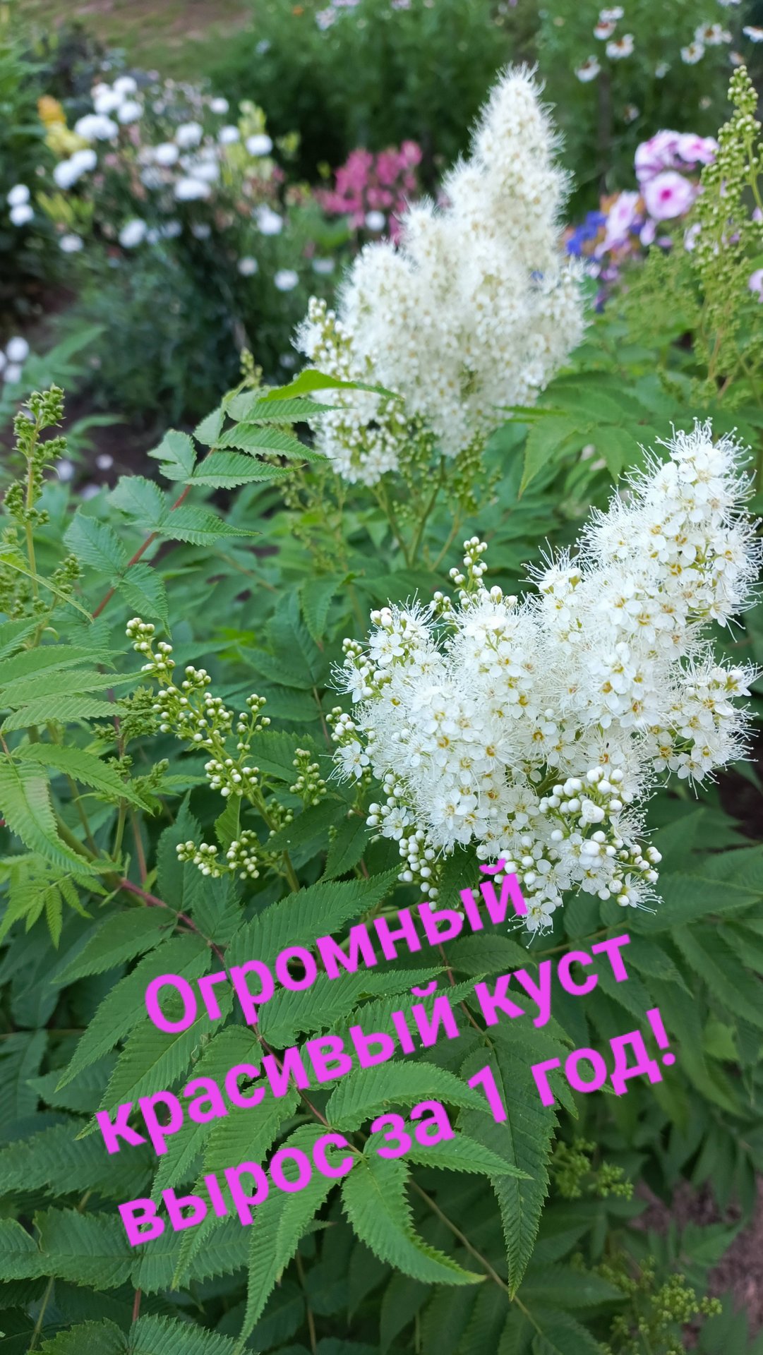 Шикарный обильно и долго цветущий декоративный кустарник вырастает за 1 год!