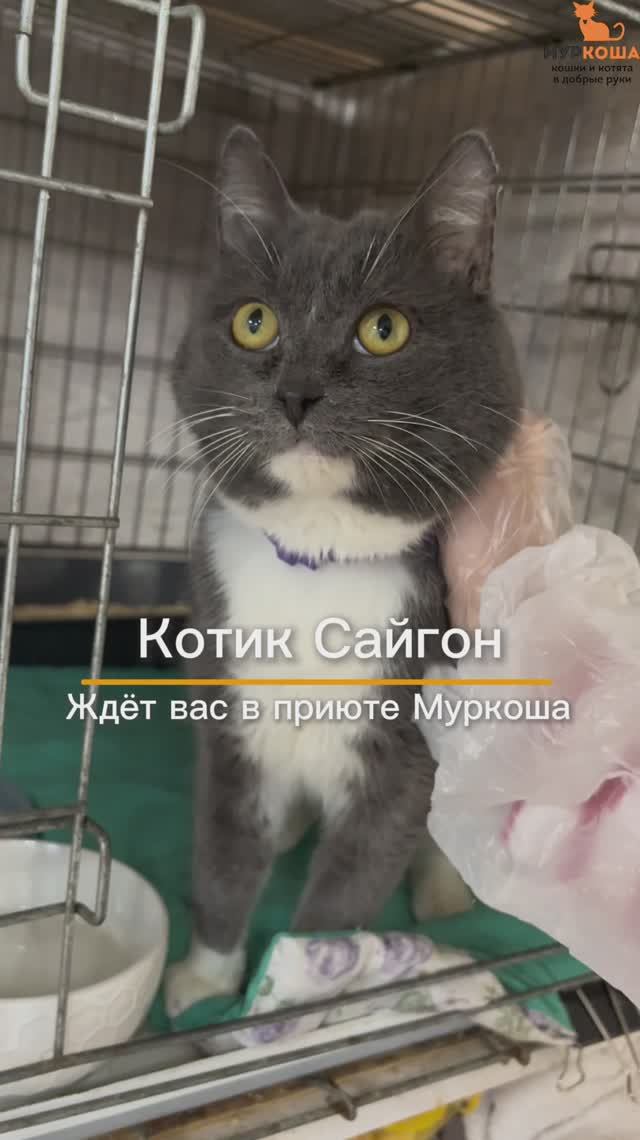 Сайгон (уже дома)