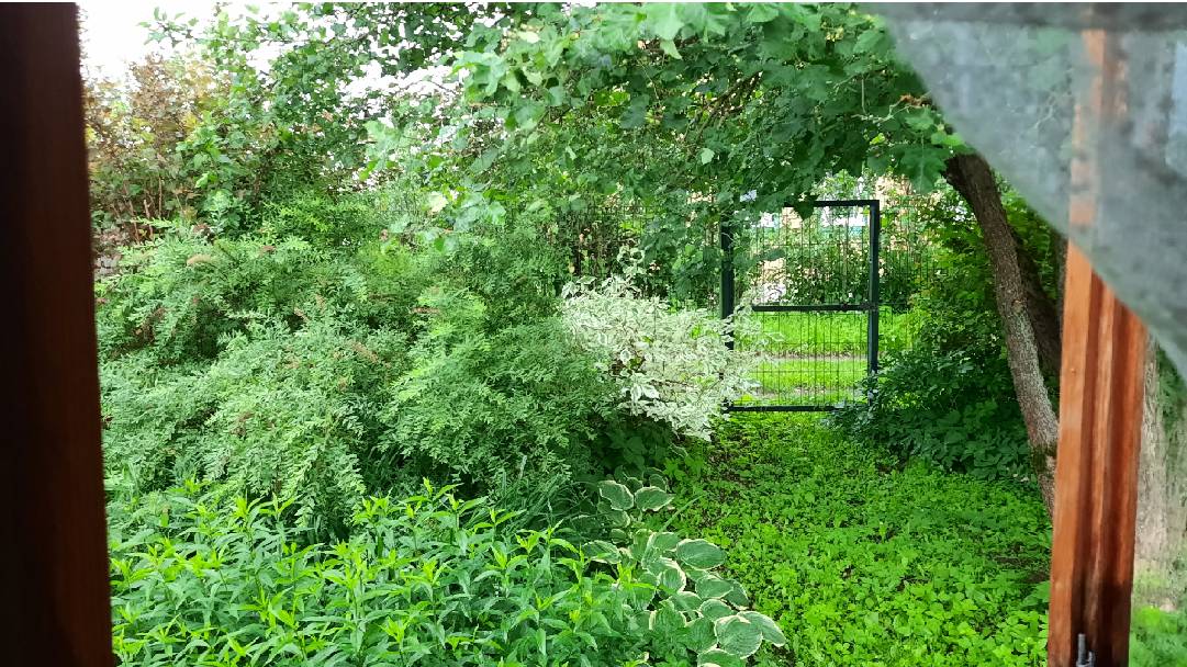 После недели дождей На даче