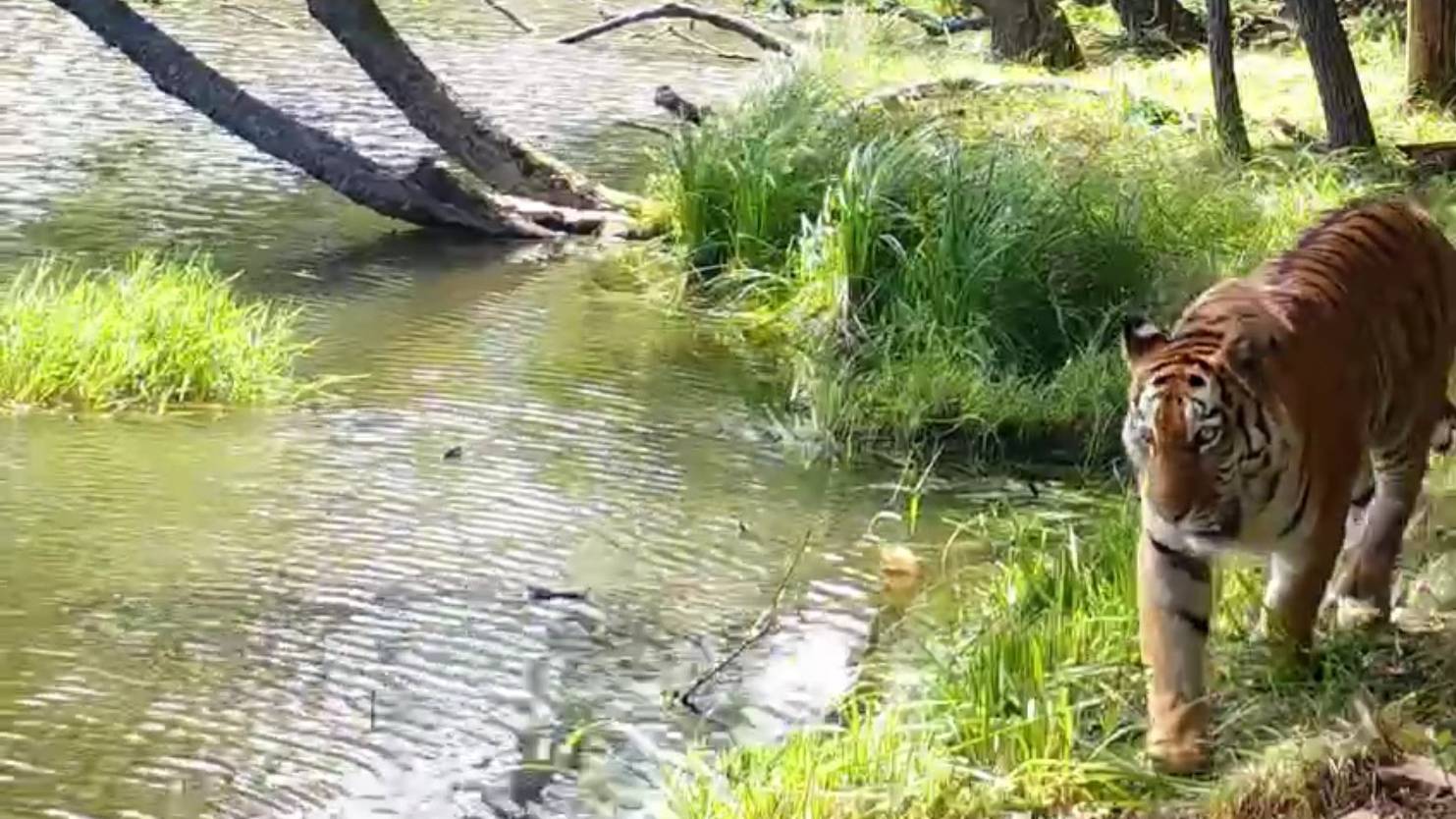 Амурский тигр на летней прогулке (1)