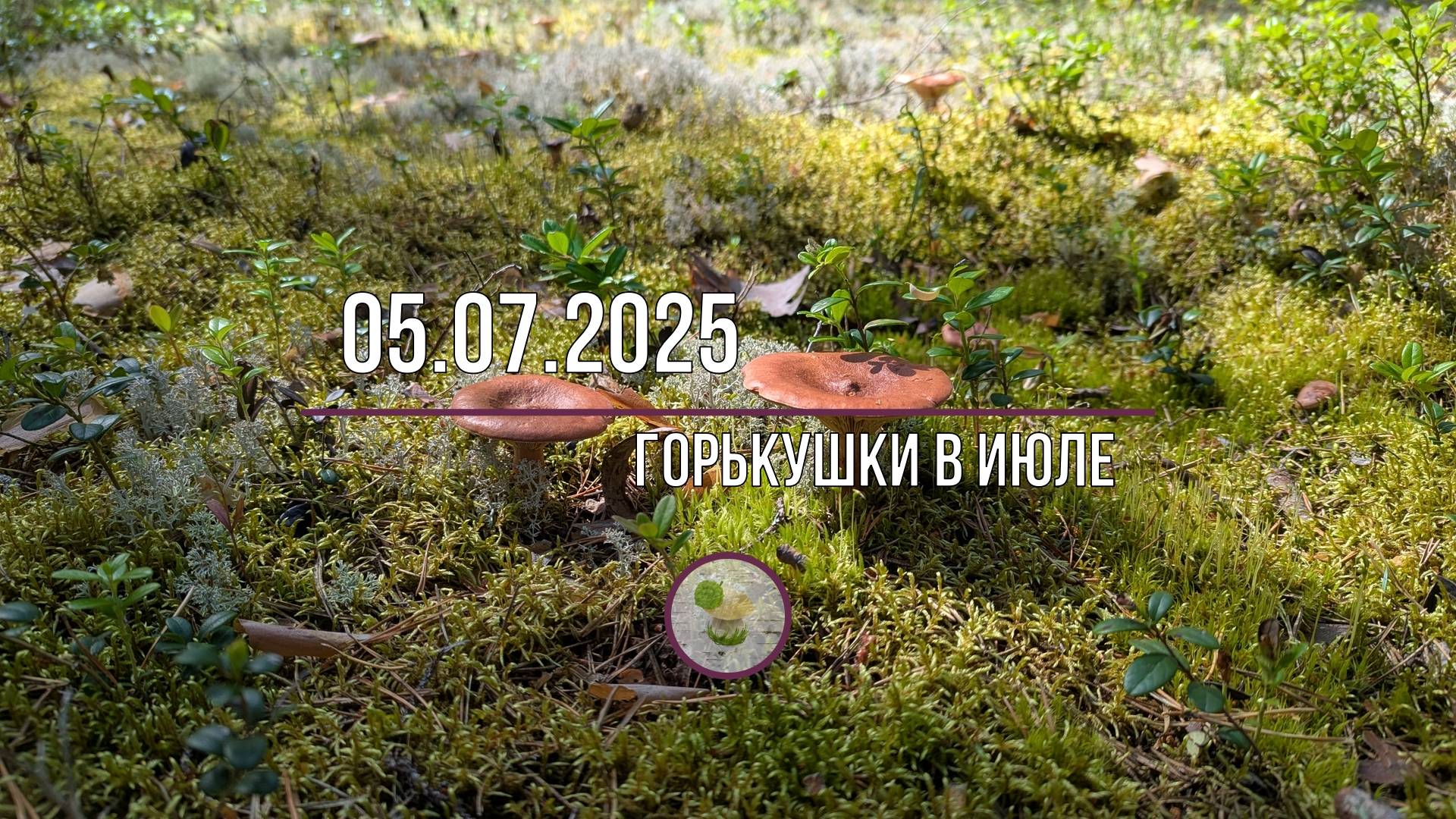 Небывалый урожай горькушек в июле 2025г., Приозерский район ЛО