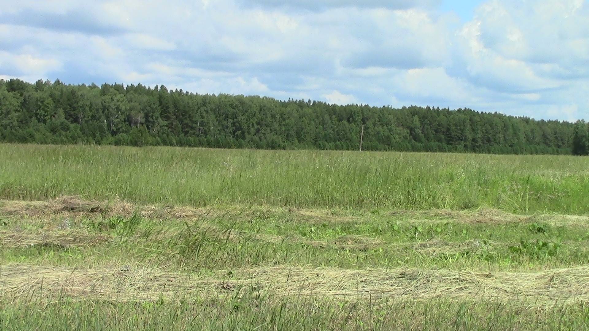 Муромцево  6  июля 2025г  Начало скашивание  поля...