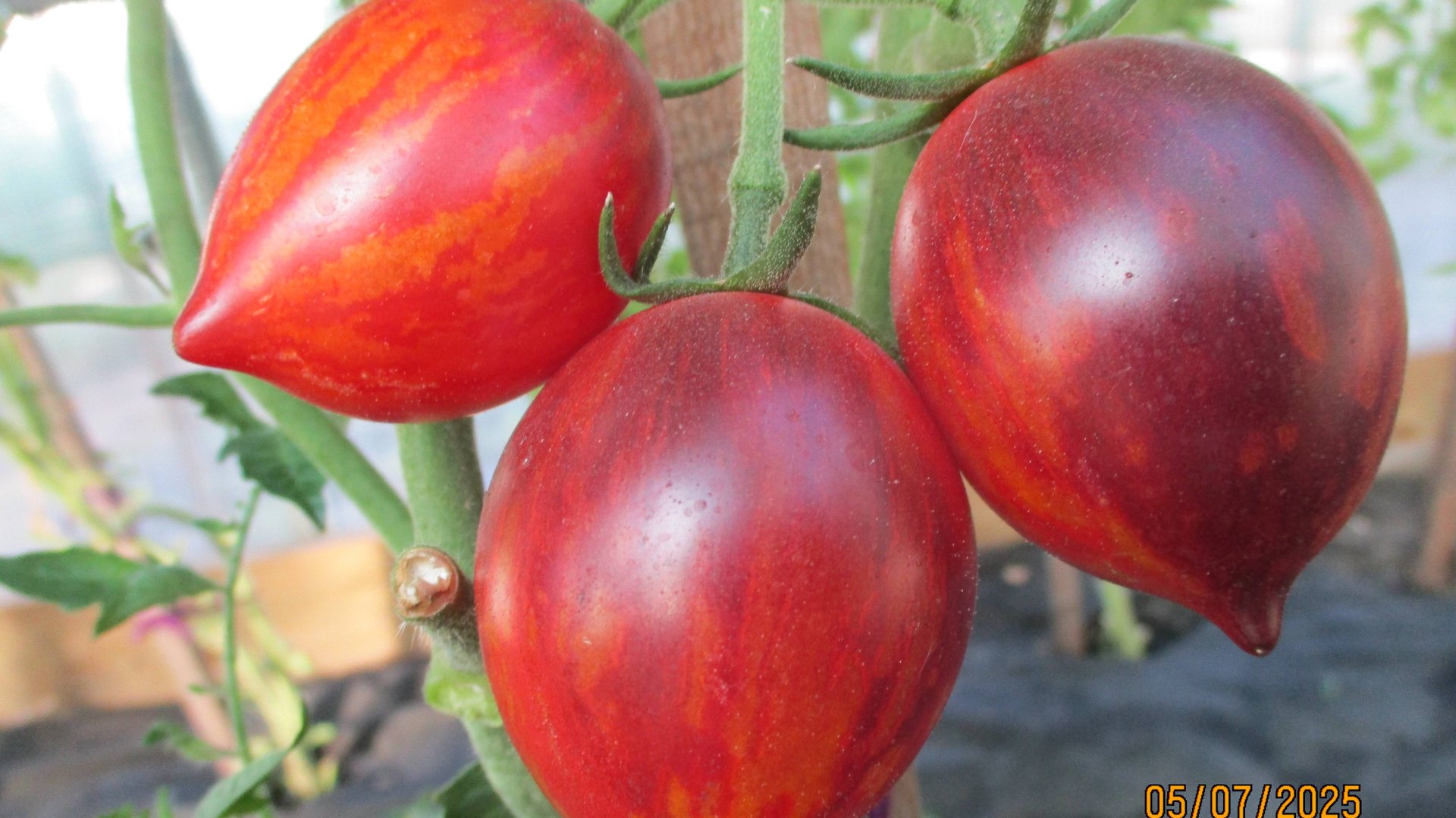 Сказочные томаты Софии Сааковой. Сорт КЛУБНИЧНЫЙ ВОДОПАД ПОЛОСАТЫЙ. №467. Обзор в теплице.