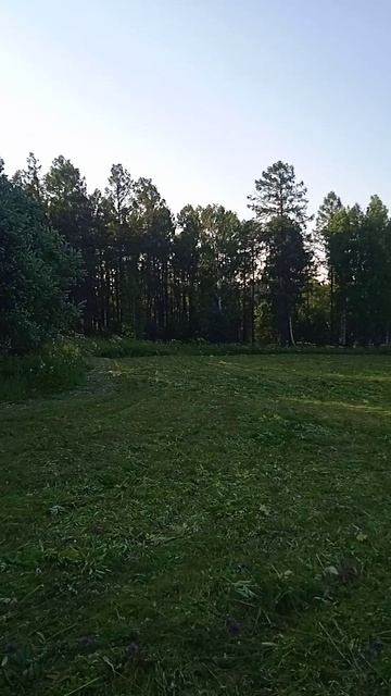 Трактор Т25 с косилкой КЗНМ на сенокосе . Скосил второй участок травы на сено . 5 июля 2025г.