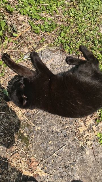 ОХОТА МАКСА НА БАБОЧКУ