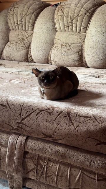 Кус. Доброе утро???