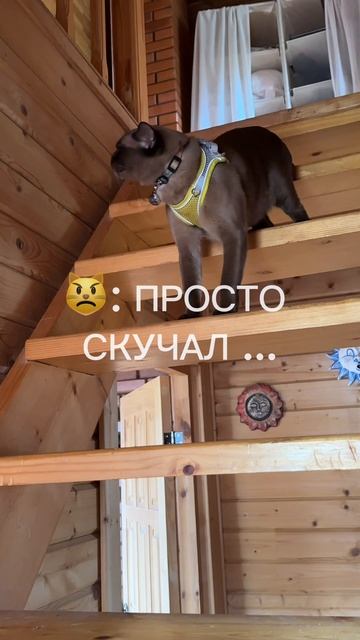 Кус. Когда хозяйки долго не было дома