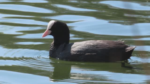 Лысухи_#3, Измайлово, 20 апреля 2025