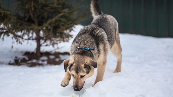 клип про плюшкууу