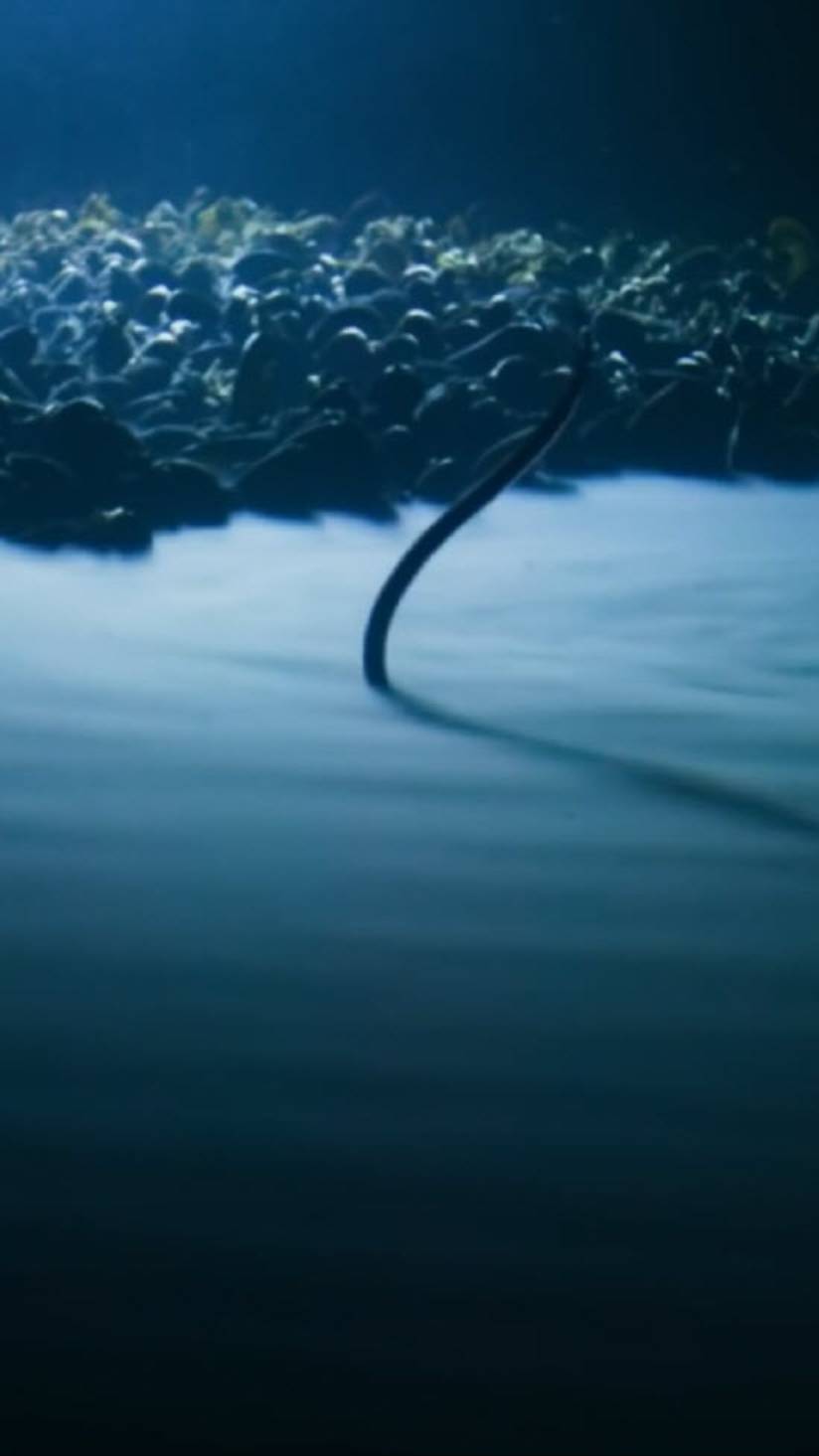 Озеро на дне океана, где всё умирает