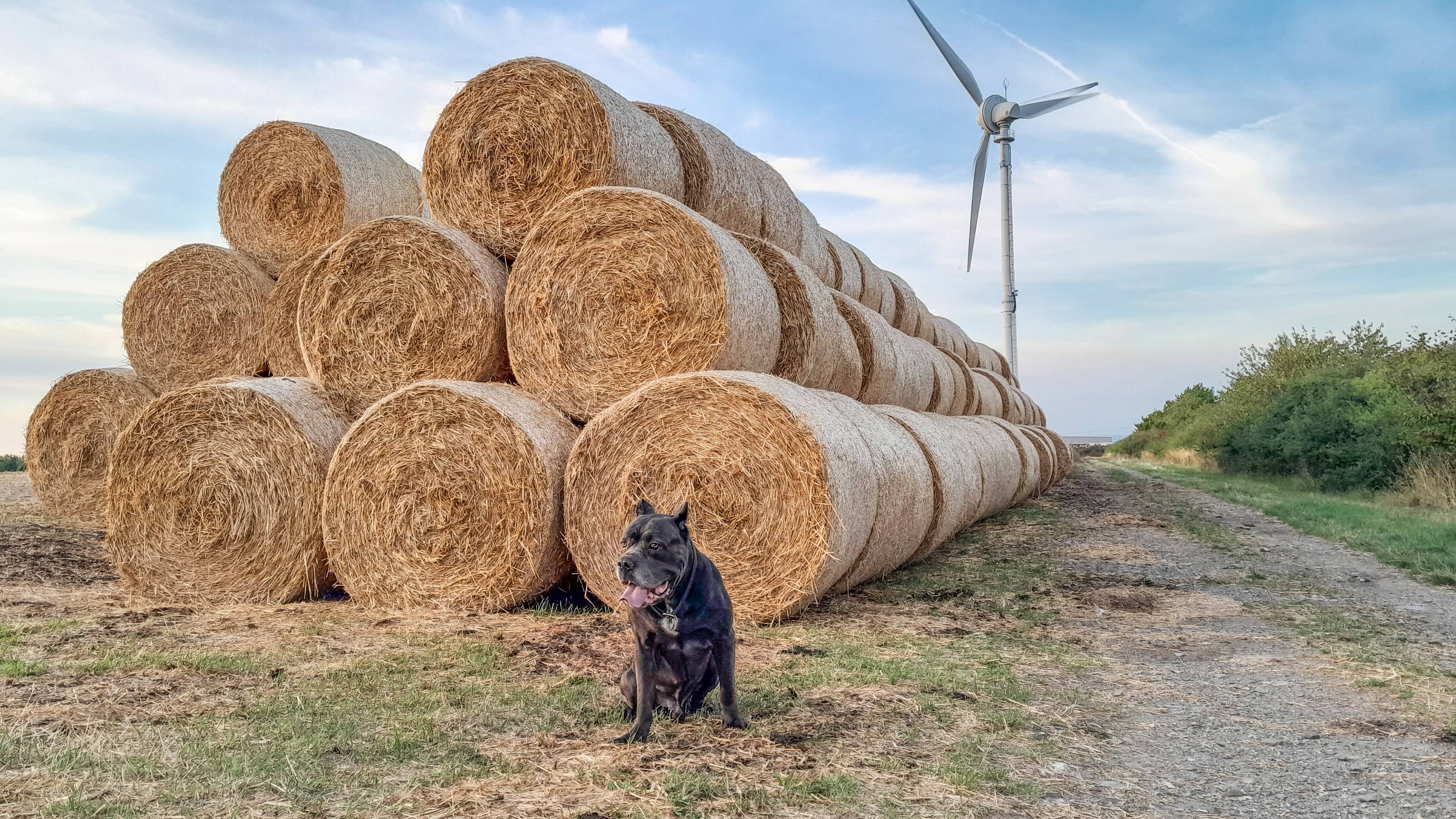 Кане корсо Жоффрей на сенокосе )