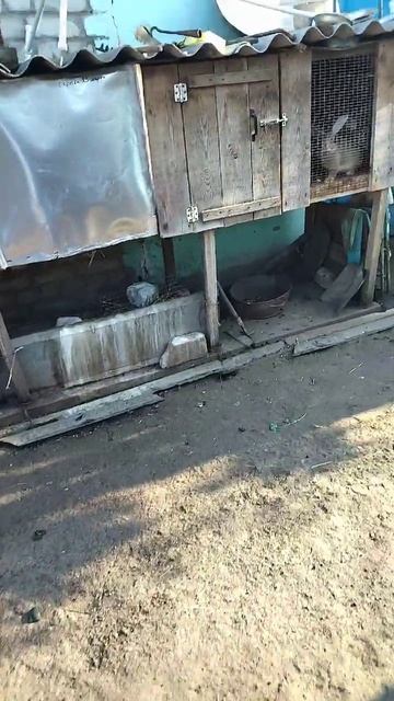 Кролики. Жизнь в деревне.