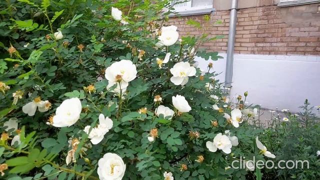 Райский уголок 2024 Октябрьская 4