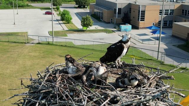 20250706 - Osprey Nest Fish part 2 Fish tail
