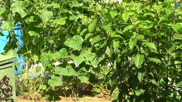 05.07.2025 г. Волгоград. Актарафит(биопрепарат) - обработка от тли, трипсов, клещей и белокрылки