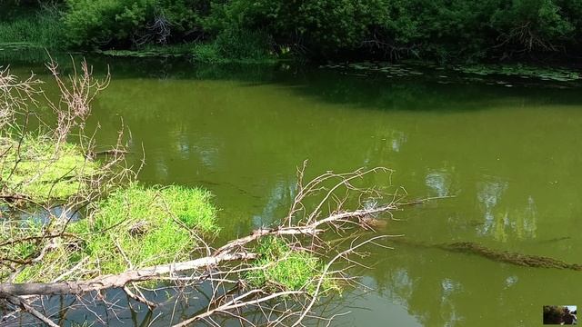 Р.Оскол. Стайка голавля и ещё кто то. 13.06.2025г.