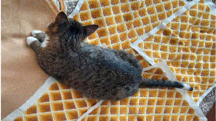 Сидушки Барджелло Работа 2019 года