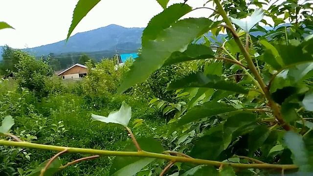 Ищу схему обрезки черешни для Сибири