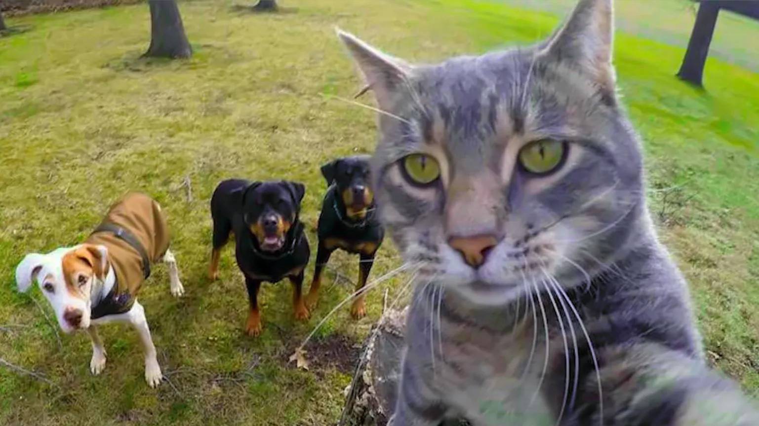 ПРИКОЛЫ С ЖИВОТНЫМИ ДО СЛЕЗ #94 Смешные КОТЫ И СОБАКИ  Приколы