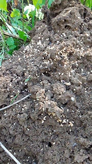 муравейник