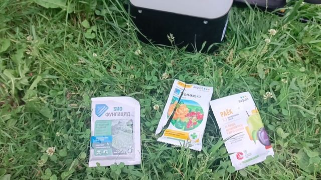 Обрабатываю смородину от мучнистой росы - показываю экстренные меры спасения урожая