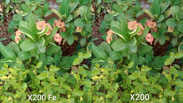 Vivo X200 Fe против Vivo X200 - сравнение камер в реальной жизни