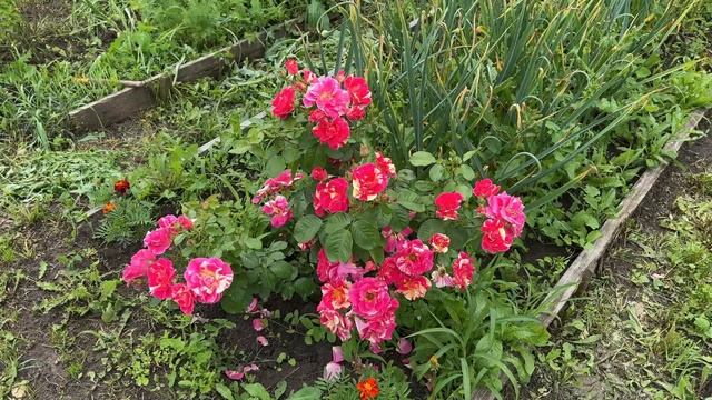 В деревне! Копнули картошку! Посадили елочки! 5.07.2025