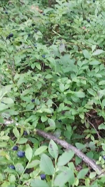 Черника созрела!