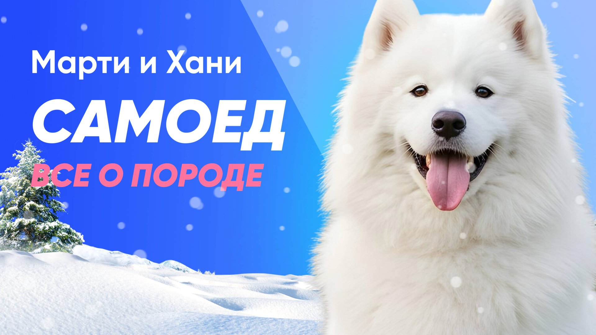 САМОЕД ВСЕ О ПОРОДЕ / ПЛЮСЫ И МИНУСЫ САМОЕДСКОЙ ЛАЙКИ / КОМУ НЕ ПОДОЙДЕТ? / УХОД И СОДЕРЖАНИЕ