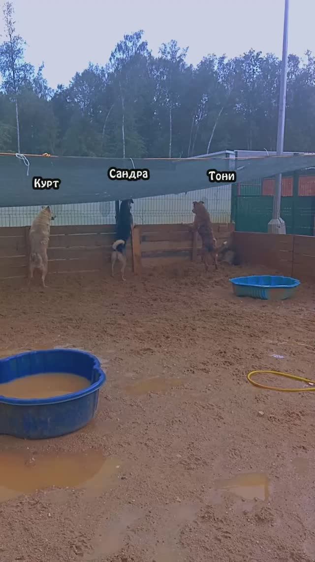 "Сандра на моторе" ❥ Приют в Малинках