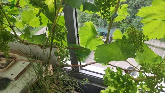 Виноград на балконе на 06.07.25