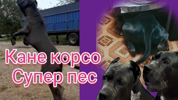 Самая лучшая порода собак.Крутой Кане Корсо
