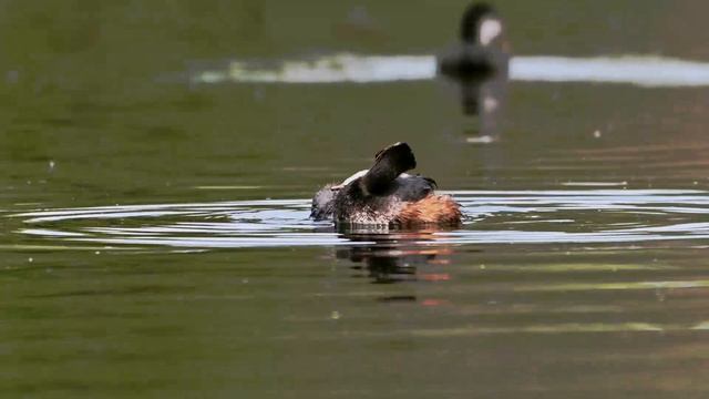 Заботливые родители